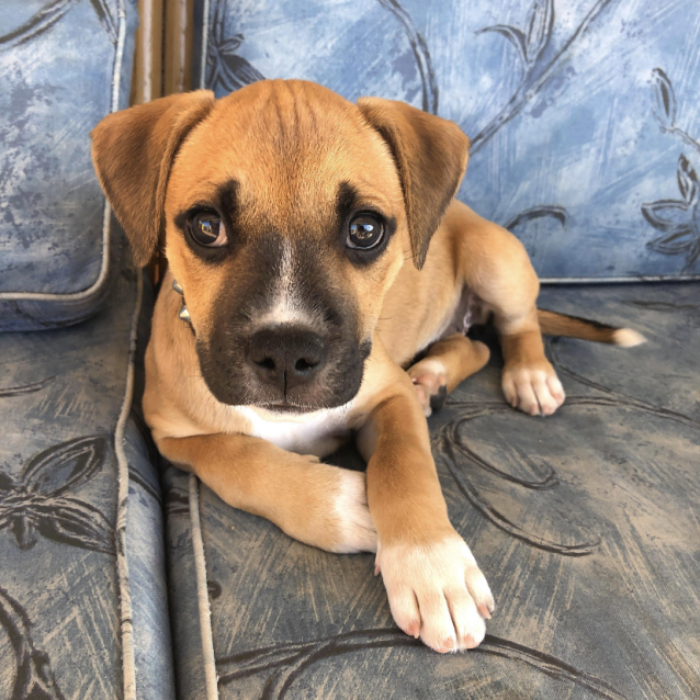 Daisy - Medium Female Staffy x Ridgeback Mix Dog in NSW - PetRescue
