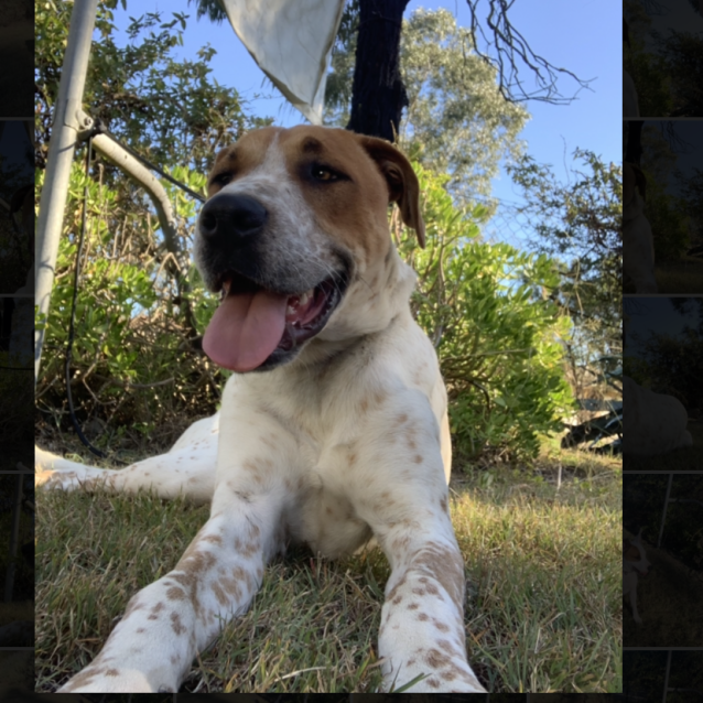Chipp - Large Male Cattle Dog x Mastiff Mix Dog in NSW - PetRescue