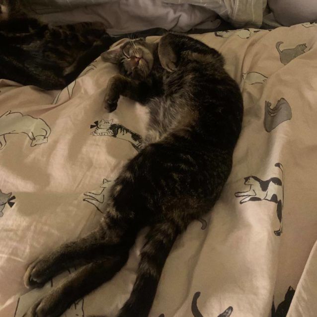 Basil and Reginald - Male Domestic Short Hair Cat in VIC - PetRescue