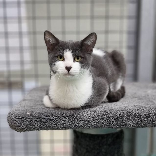 Lippy - Male Domestic Short Hair Cat in VIC - PetRescue