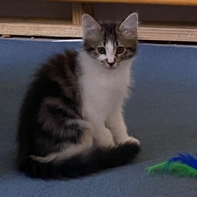 Mikey - Male Domestic Long Hair (DLH) Cat in NSW - PetRescue