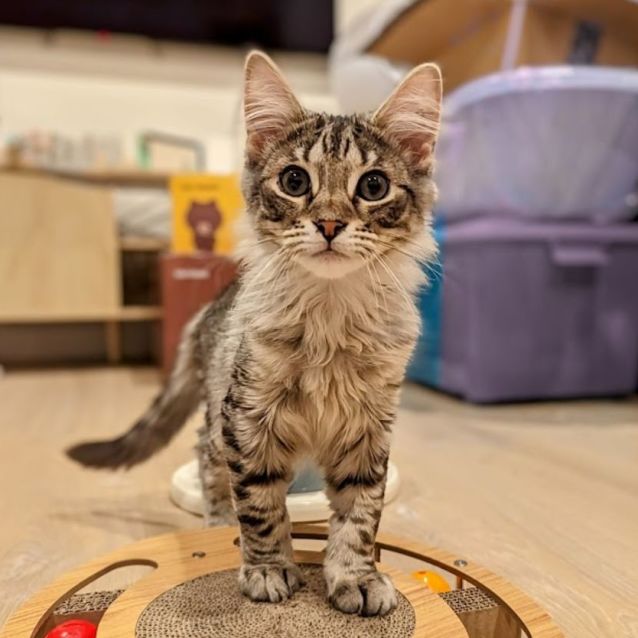 Frappe - Male Domestic Medium Hair Cat in VIC - PetRescue