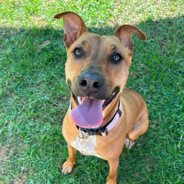 Juno - Large Female Rhodesian Ridgeback x American Staffordshire ...