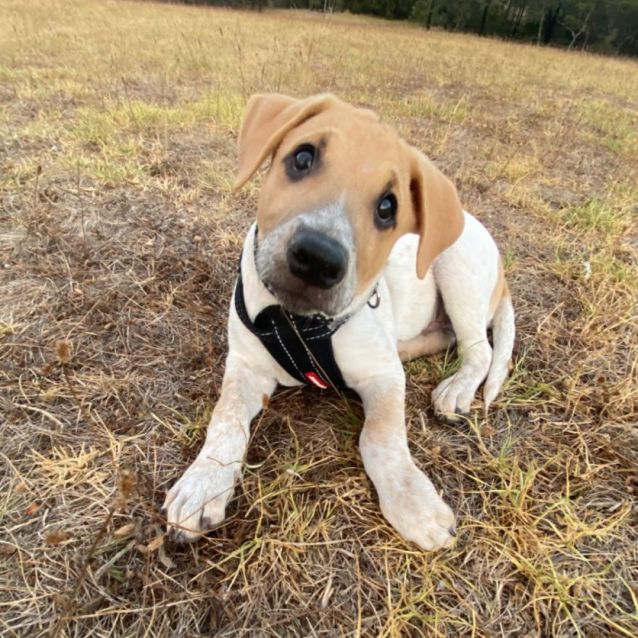 Conor - Medium Male Mixed Breed Dog in VIC - PetRescue