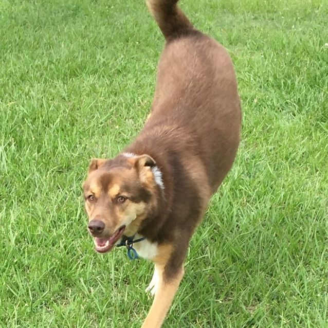 Benji - Medium Male Kelpie x Husky Mix Dog in QLD - PetRescue