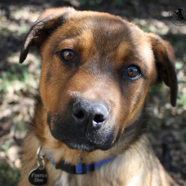 Gus - Medium Male Rottweiler Mix Dog in QLD - PetRescue