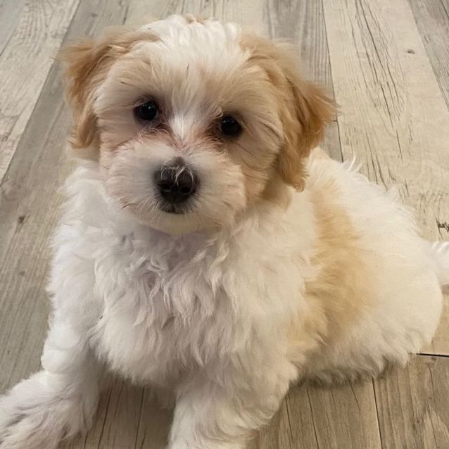 Theodore - Small Male Shih Tzu Mix Dog in NSW - PetRescue