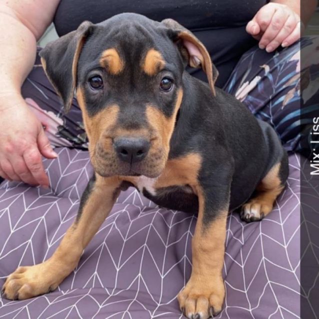 Liss - Medium Female Staffy Mix Dog in VIC - PetRescue