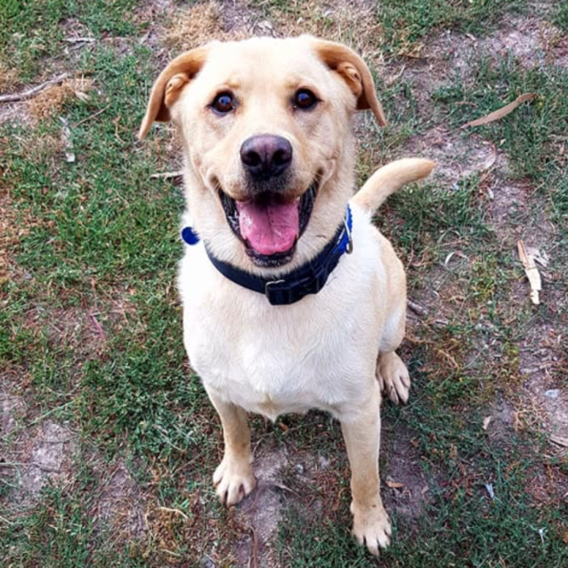 Leo *assisted rehome* - Medium Male Labrador Dog in VIC - PetRescue