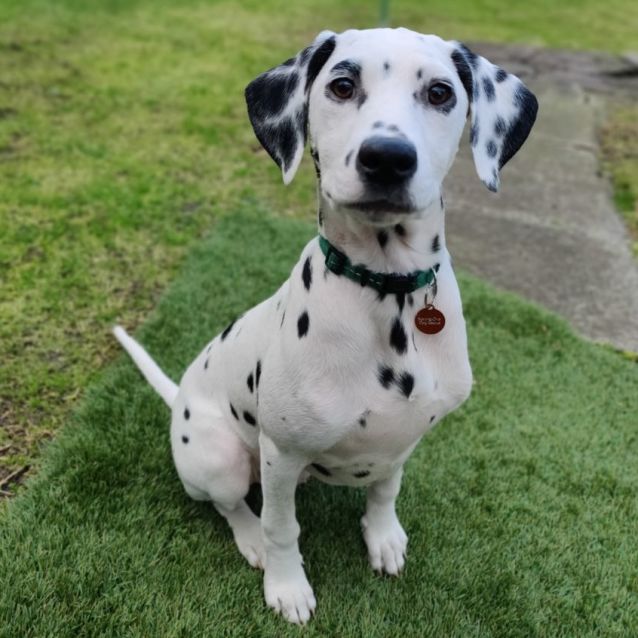 Gayelle - Medium Female Dalmatian Dog in VIC - PetRescue