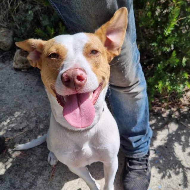 Tom Riddle - Medium Male Bull Terrier x Jack Russell Terrier Mix Dog in VIC - PetRescue