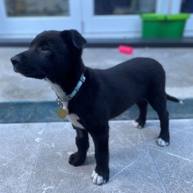 Frisco - Medium Male Kelpie x Border Collie Mix Dog in VIC - PetRescue