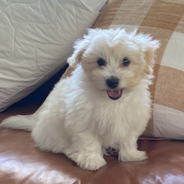 Alvin - Small Male Shih Tzu Mix Dog in NSW - PetRescue