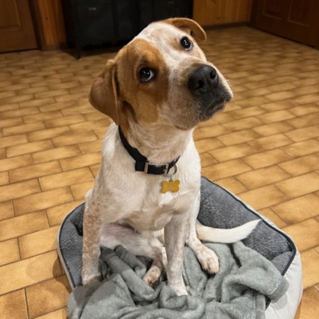 Gregory - Medium Male Cattle Dog Mix Dog in VIC - PetRescue