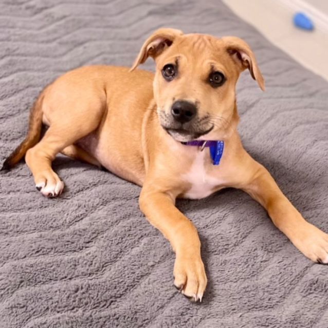 Holly ~ Ridgeback X Puppy(On trial 10/8/22) - Medium Female Ridgeback x ...