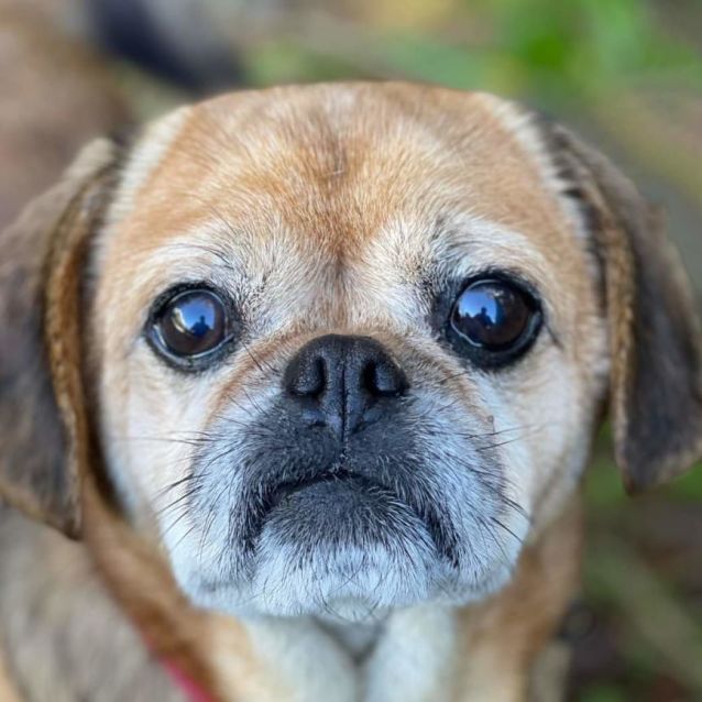 Beau - Small Male Pug x Cavalier King Charles Spaniel Mix Dog in NSW ...