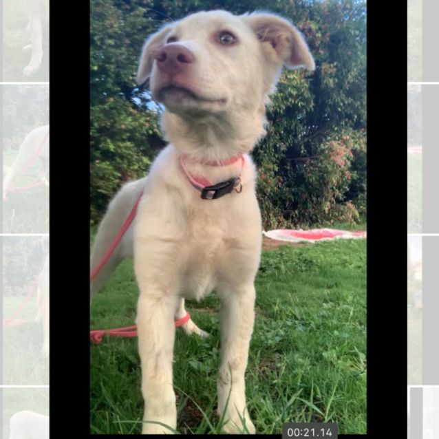 Lily - Large Female Labrador x Maremma Sheepdog Mix Dog in NSW - PetRescue