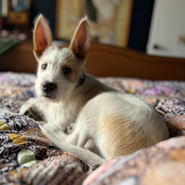 Trude - Large Male Deer Hound Mix Dog in VIC - PetRescue