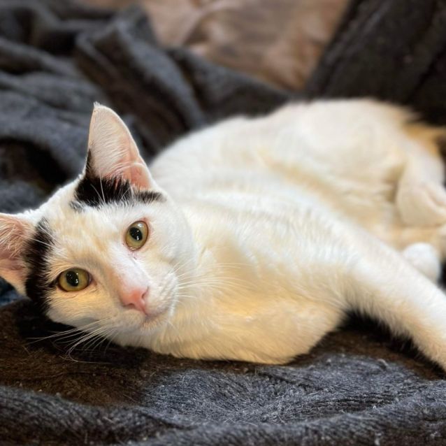 Wizz Fizz - Male Domestic Short Hair Cat in VIC - PetRescue