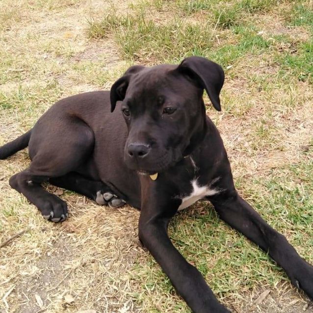 Jim Beam - Medium Male Staffy x Neapolitan Mastiff Mix Dog in VIC ...