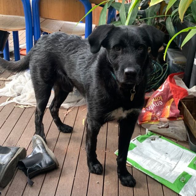 Buckets - Medium Male Labrador Mix Dog in VIC - PetRescue