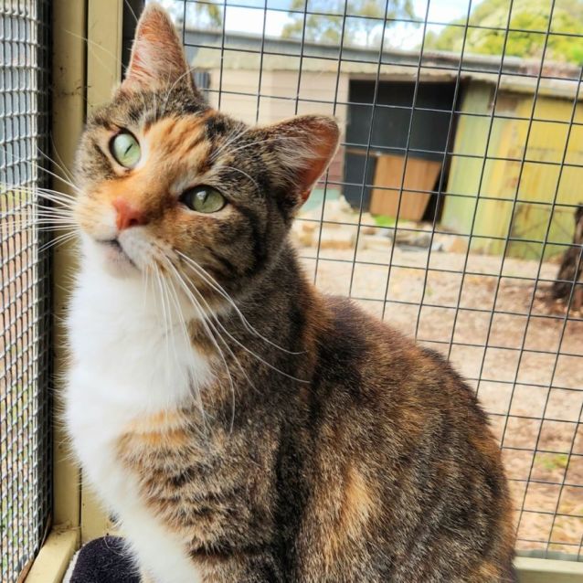 Jinx - Total sweetheart! - Female Domestic Short Hair Cat in VIC ...
