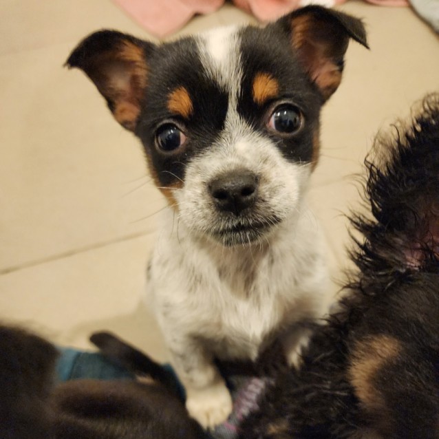 Scuttle - Small Female Pomeranian Mix Dog in VIC - PetRescue