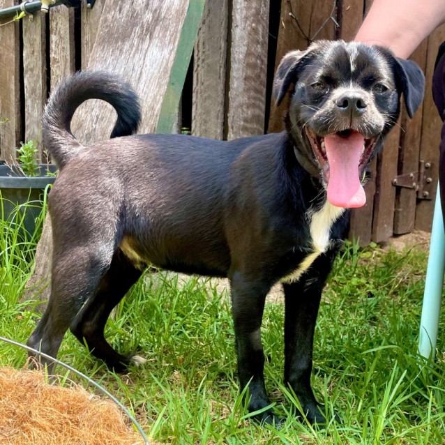 Cowboy - Small Male Pug x Border Collie Dog in QLD - PetRescue