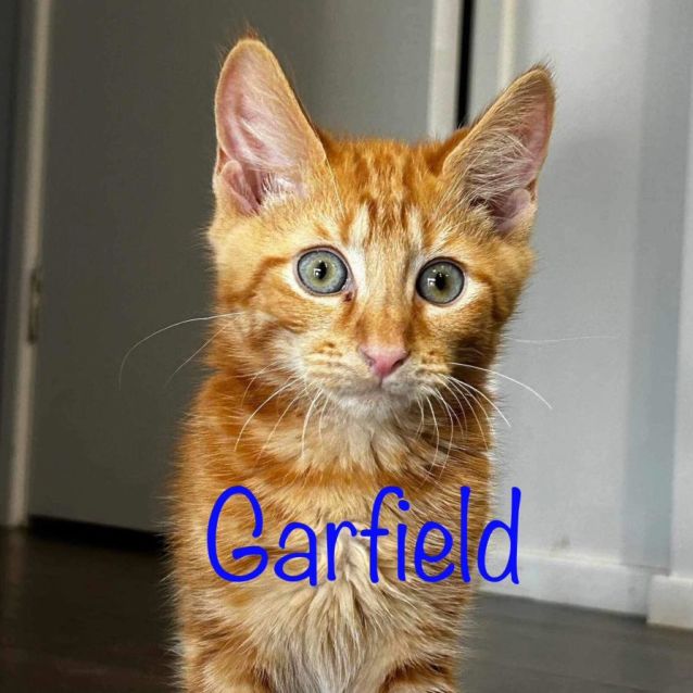 Garfield - Male Domestic Short Hair Cat in NSW - PetRescue