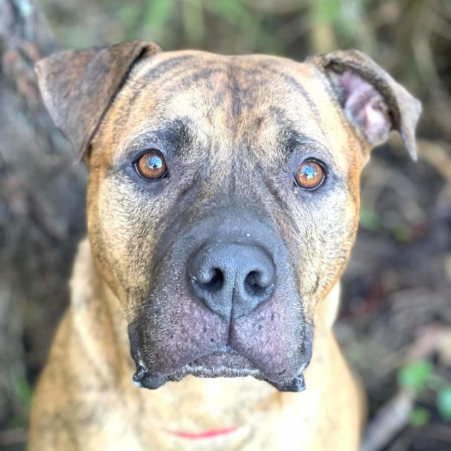 Chops - Large Male Mastiff Mix Dog in NSW - PetRescue