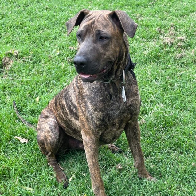 Bunker - Large Male Mastiff x Ridgeback x Australian Cattle Dog x Shar ...