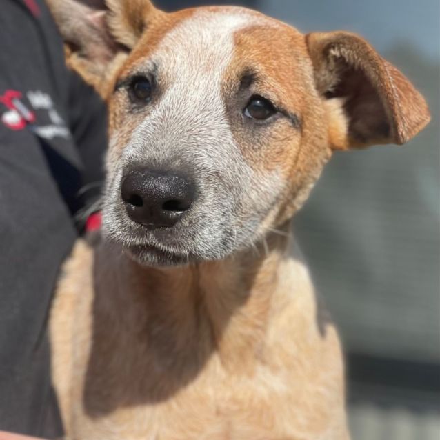 Mars - Medium Male Cattle Dog Dog in NSW - PetRescue