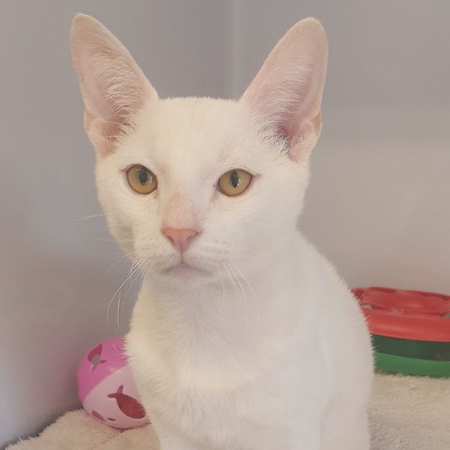 Fidget - Male Devon Rex Mix Cat in QLD - PetRescue