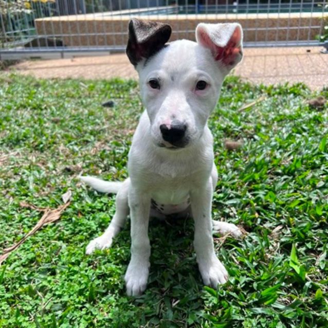 Petunia - Medium Female Kelpie Mix Dog in QLD - PetRescue