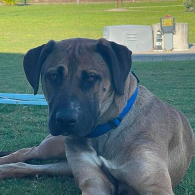 Lena - Large Female Rhodesian Ridgeback Mix Dog in QLD - PetRescue