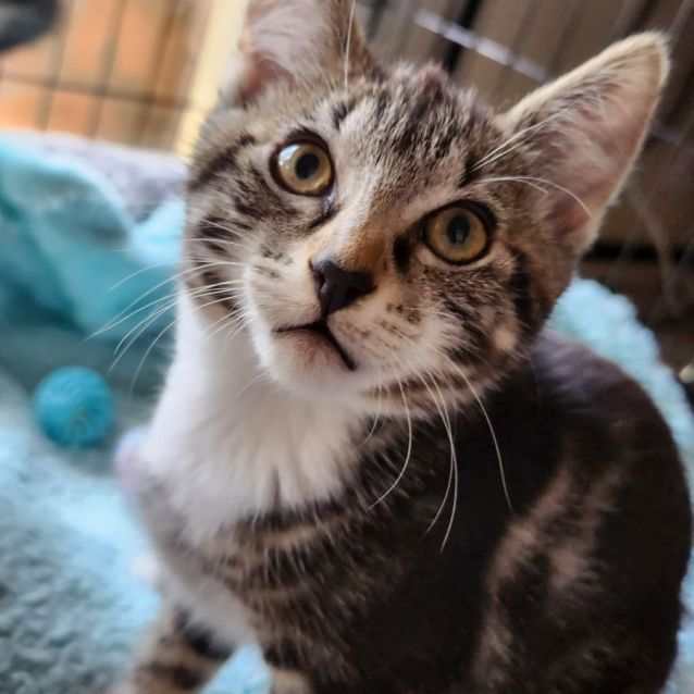 Ash 💜🌻 - Female Domestic Medium Hair Cat in VIC - PetRescue