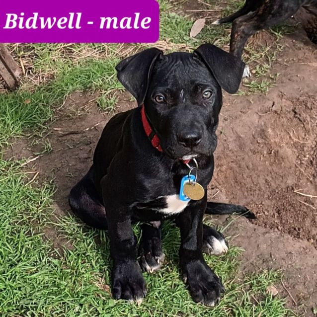 Valerian pups - Medium Male Labrador Mix Dog in VIC - PetRescue