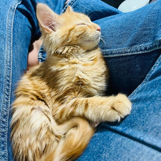 Piglet - Male Domestic Short Hair Cat in VIC - PetRescue