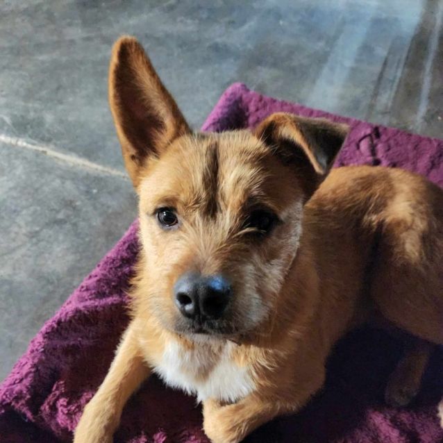 Stark - Medium Male Irish Terrier Mix Dog in VIC - PetRescue