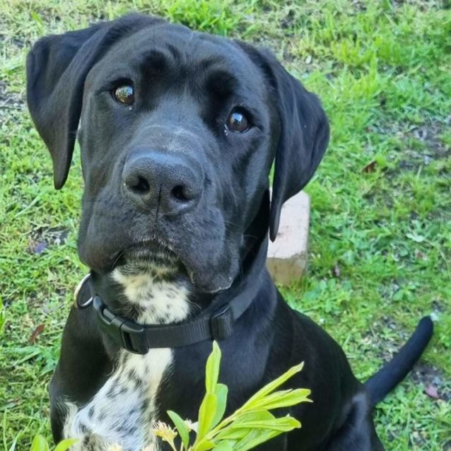 Messmate - Large Male Boxer x Bull Arab Mix Dog in VIC - PetRescue