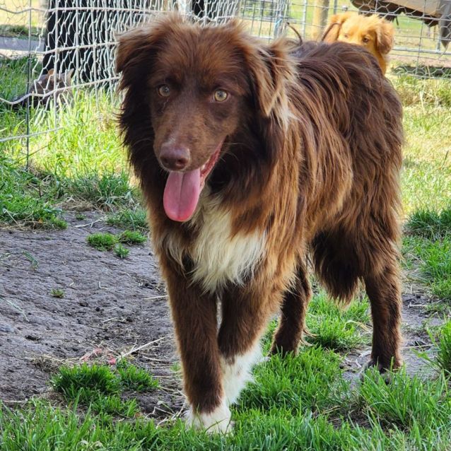 Travis - Medium Male Border Collie x Labradoodle Dog in VIC - PetRescue
