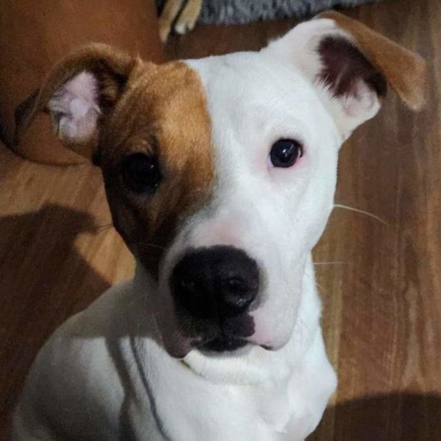 Gregory Goyle - Medium Male Staffy x Jack Russell Terrier Mix Dog in ...