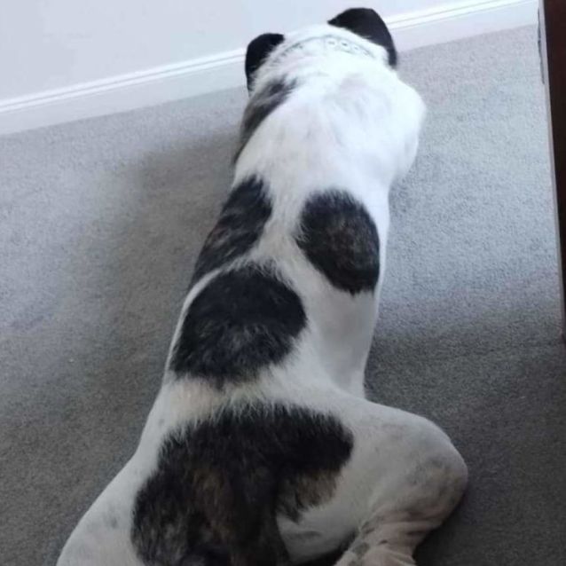 Vincent Crabbe - Large Male Boxer x Irish Wolfhound Mix Dog in VIC ...