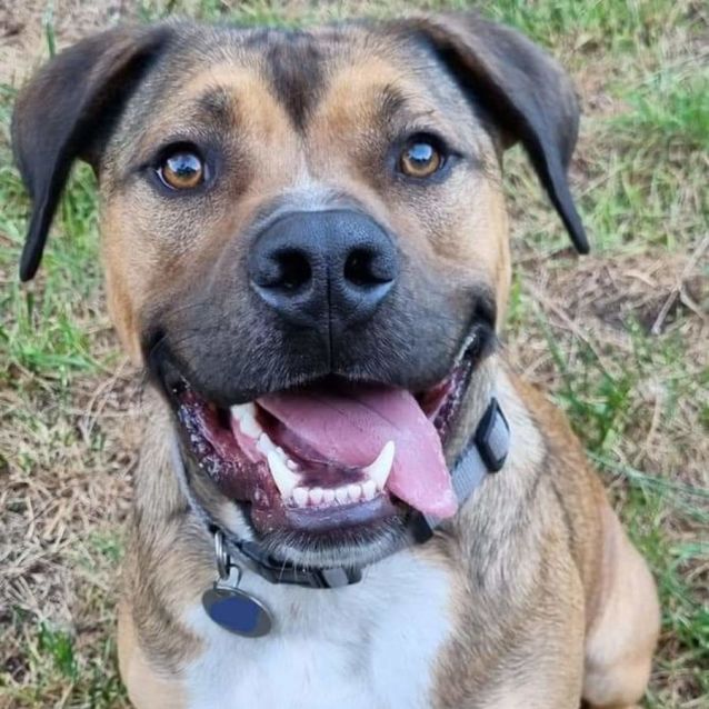 Wicket - Medium Male Staffy x Rhodesian Ridgeback Mix Dog in VIC ...