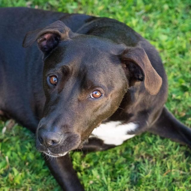 Cole - Large Male Labrador x American Bulldog Mix Dog in QLD - PetRescue