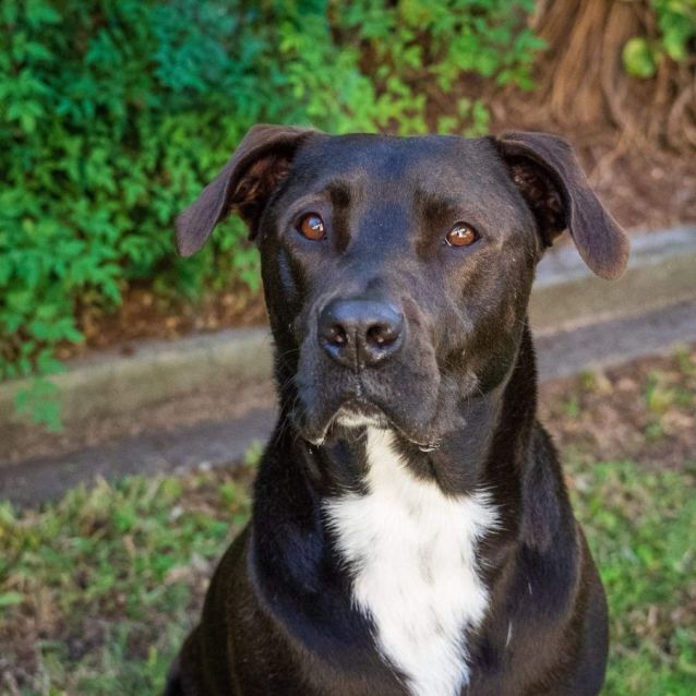 Cole - Large Male Labrador x American Bulldog Mix Dog in QLD - PetRescue