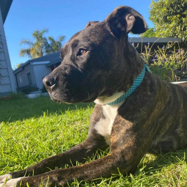 Angus - Medium Male Boxer x Staffy Mix Dog in VIC - PetRescue