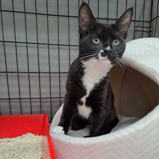 Coco ( Kitten ) **2nd Chance Cat Rescue** - Female Domestic Short Hair ...