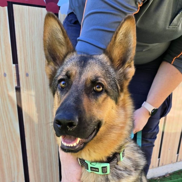 Nala - Large Female German Shepherd Dog in NSW - PetRescue