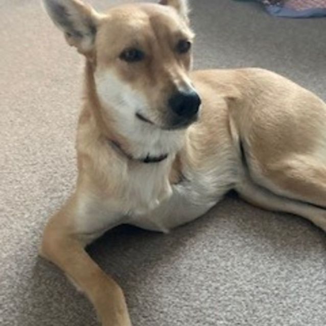 Sandy - Medium Female Kelpie x Dingo Mix Dog in NSW - PetRescue
